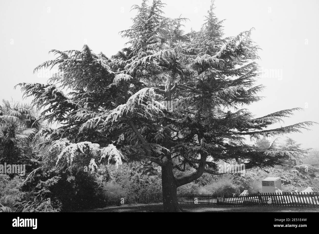 Cedar tree Black and White Stock Photos & Images - Alamy