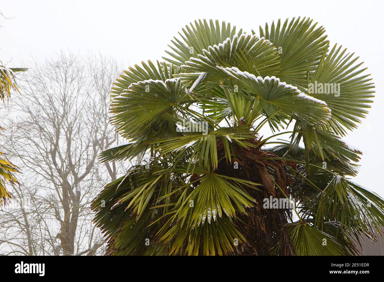 Palm tree snow winter hi-res stock photography and images - Alamy
