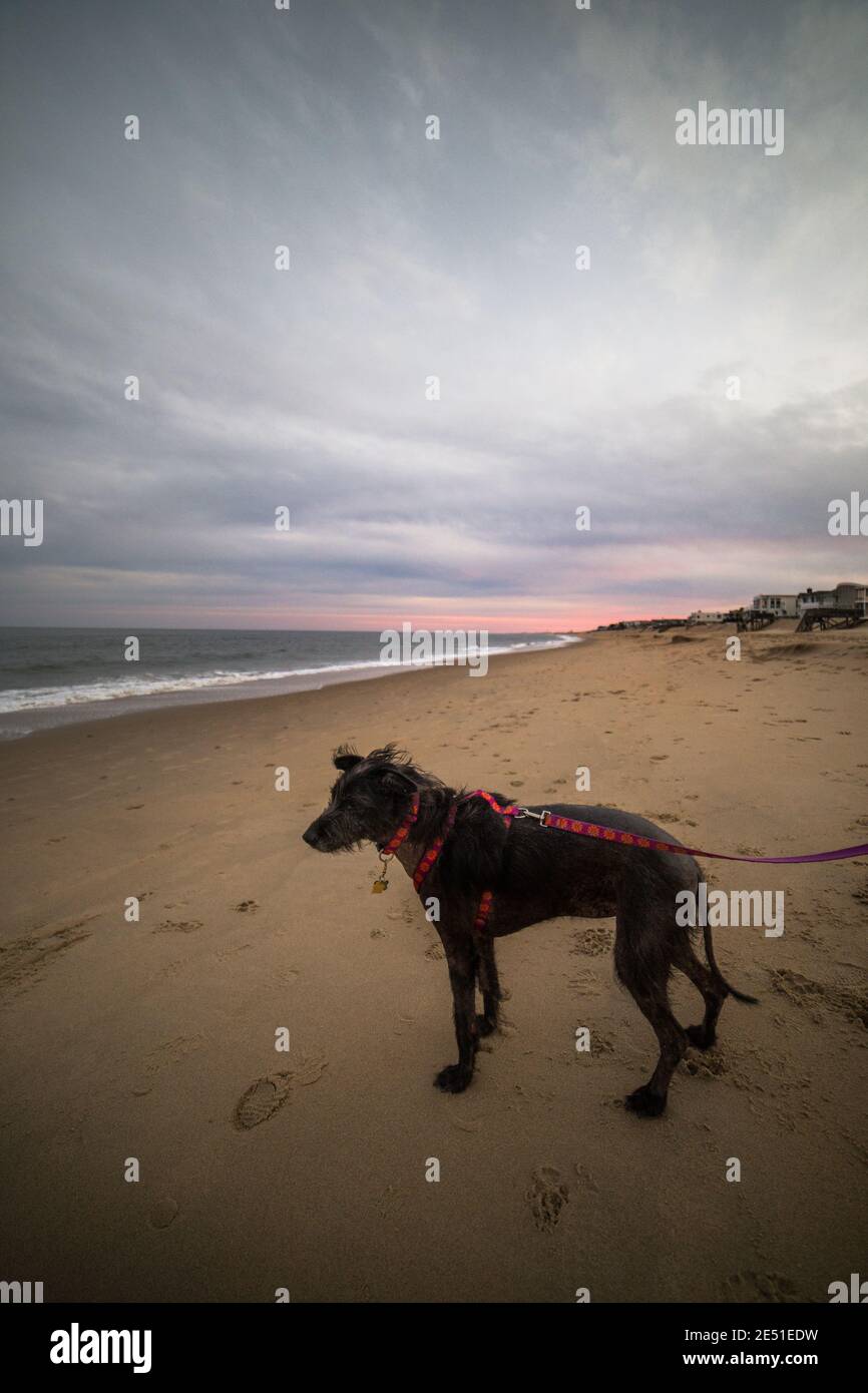 Two dogs playing on the beach during sunset Stock Photo - Alamy