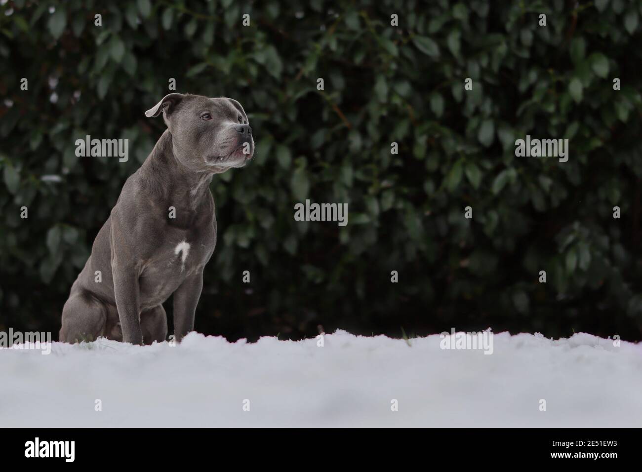 English Staffordshire Bull Terrier Sits in the Snow during Winter Day ...