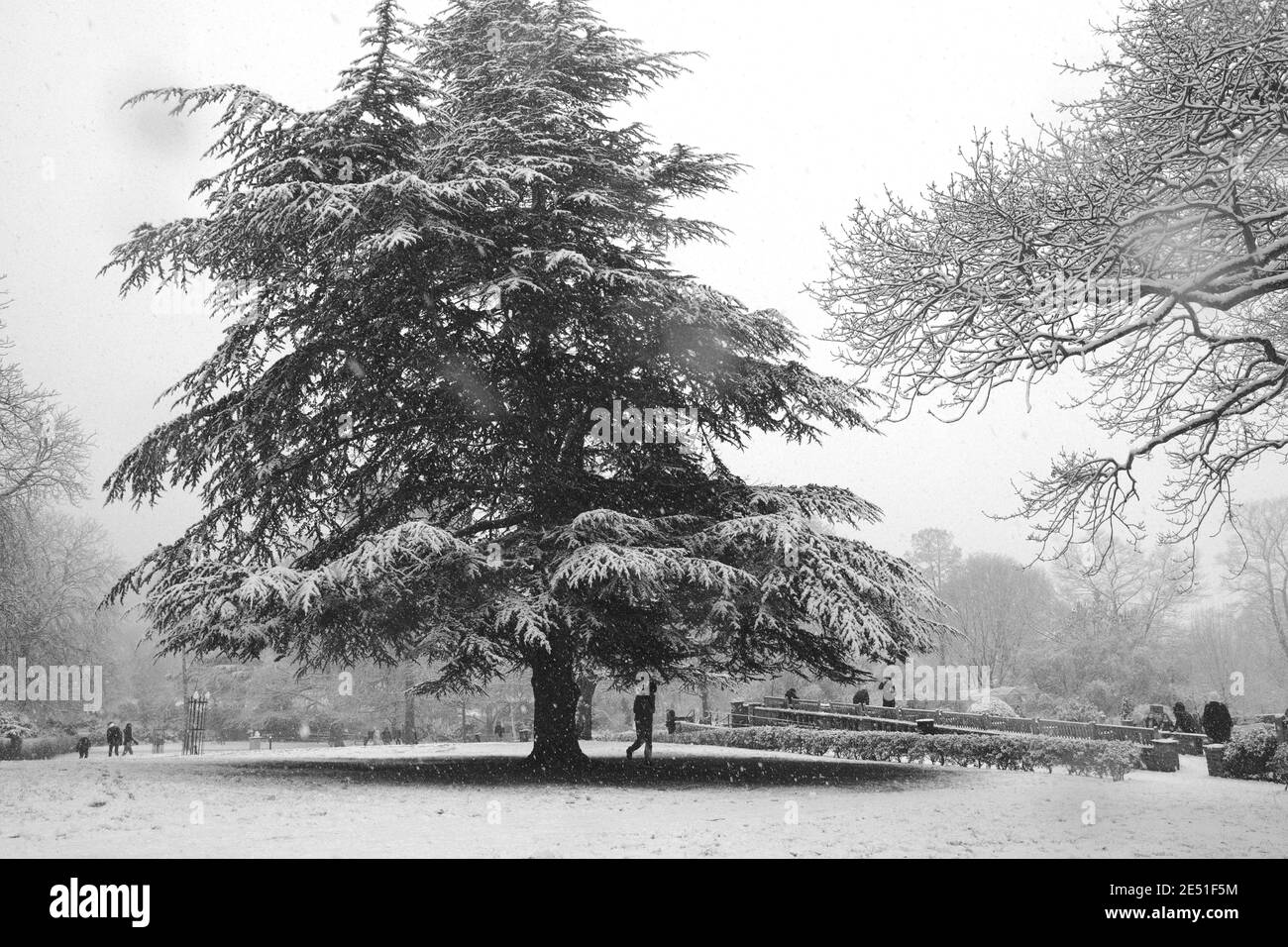 snowy cedar tree in horniman gardens Stock Photo - Alamy