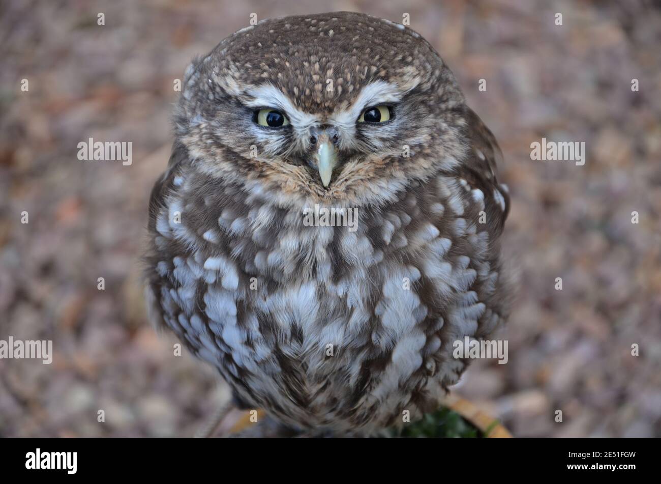 Minerva owl hi-res stock photography and images - Alamy