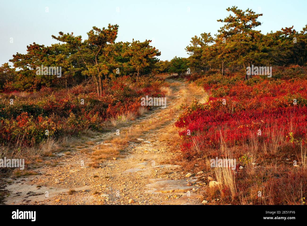 A rustic road running through the Moosic Mountain Heath Barren in ...