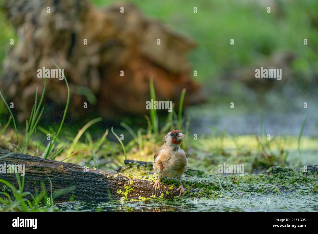 Goldfinch with a red head, songbird, standing on the water's edge, with ...