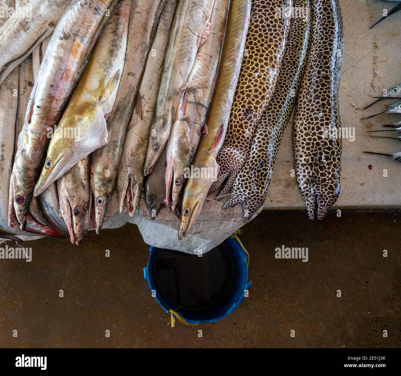 Moraenas on the table in Dar Es Salaam. Morey eel on slab at fish ...