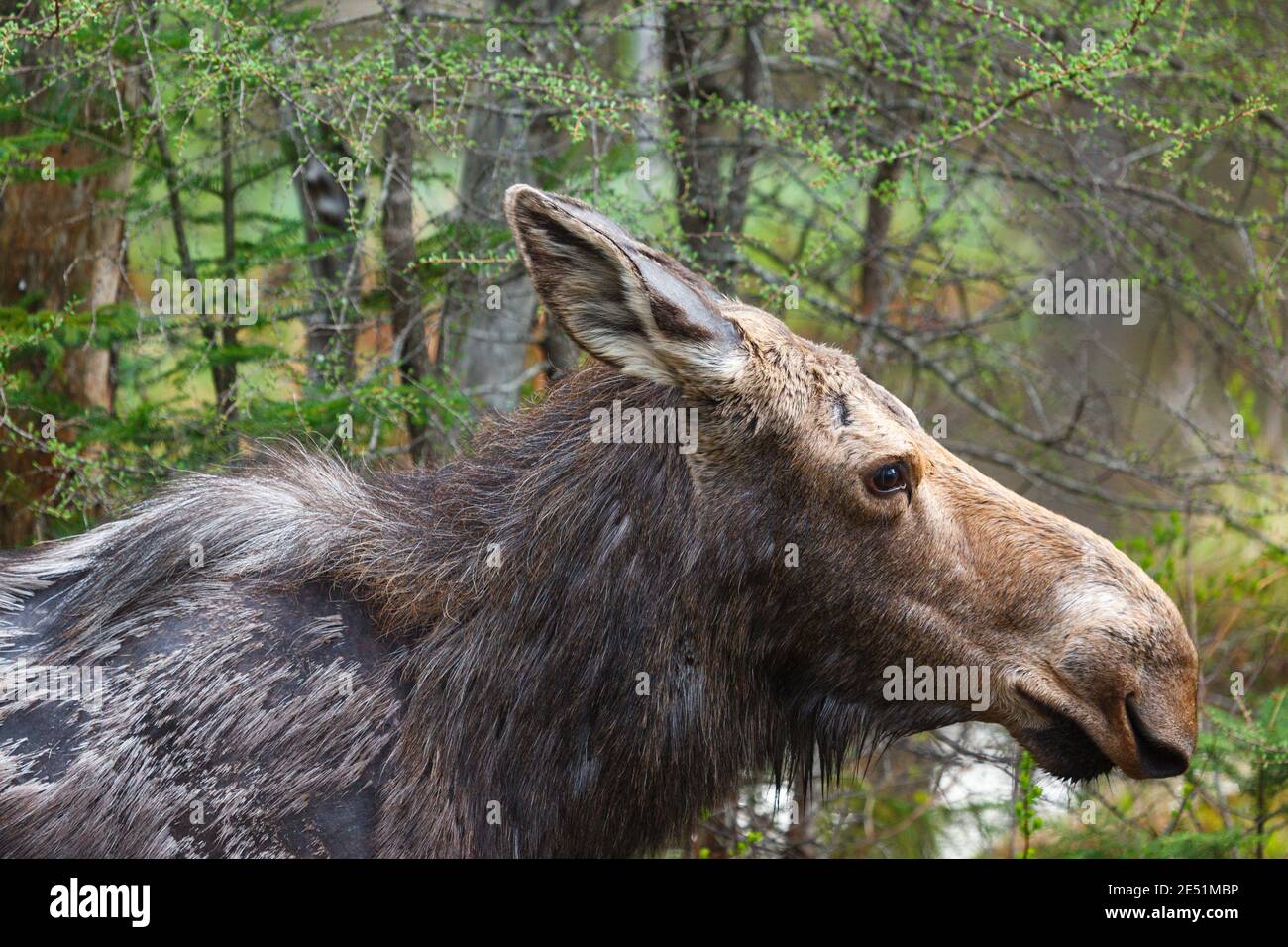 Moose on the side of the Kancamagus Highway (Route 112) in the White ...