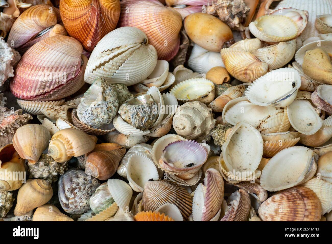 Shells Africa High Resolution Stock Photography and Images - Alamy