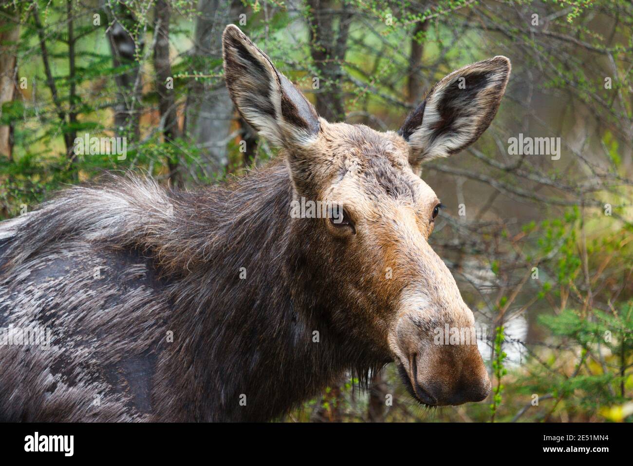 Moose on the side of the Kancamagus Highway (Route 112) in the White ...