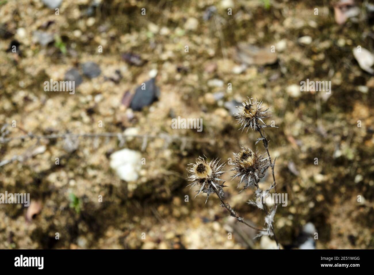 wild thistle -Cynara cardunculus- dry filmed in nature Stock Photo - Alamy