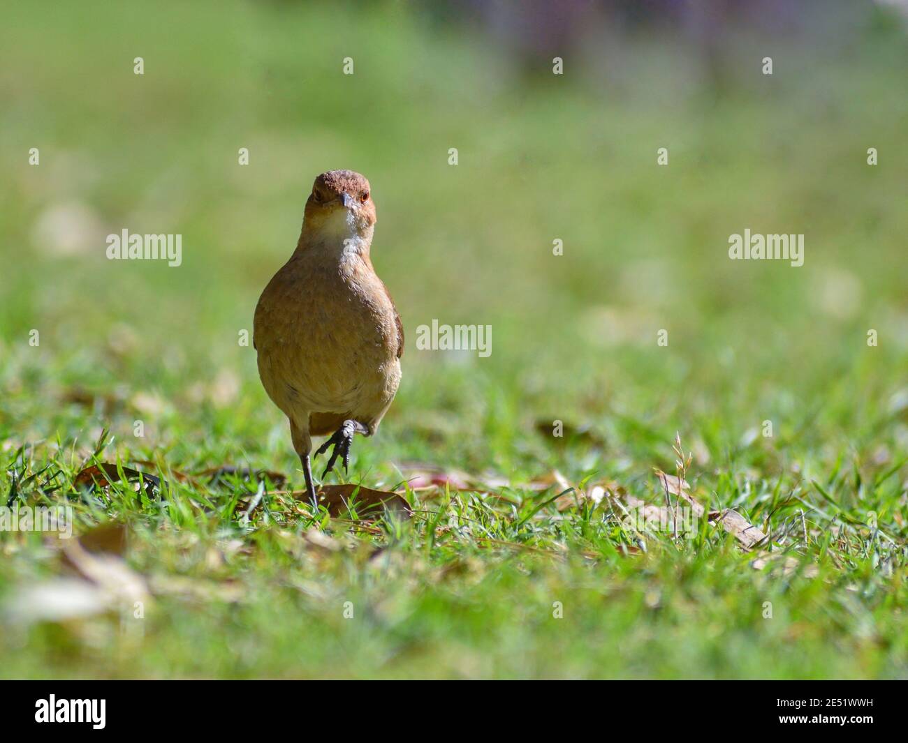 rufous hornero (Furnarius rufus), national bird of Argentina and ...