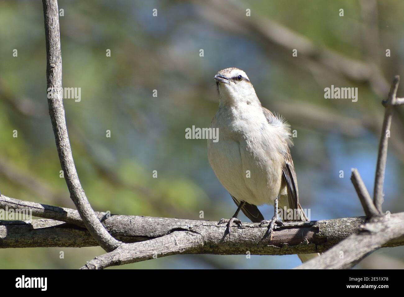 chalk-browed mockingbird (Mimus saturninus) perching in a tree in ...