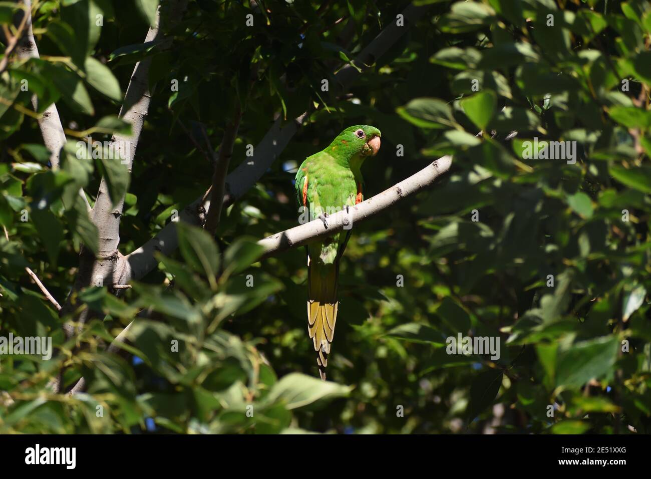 wild white-eyed parakeet or white-eyed conure (Psittacara ...