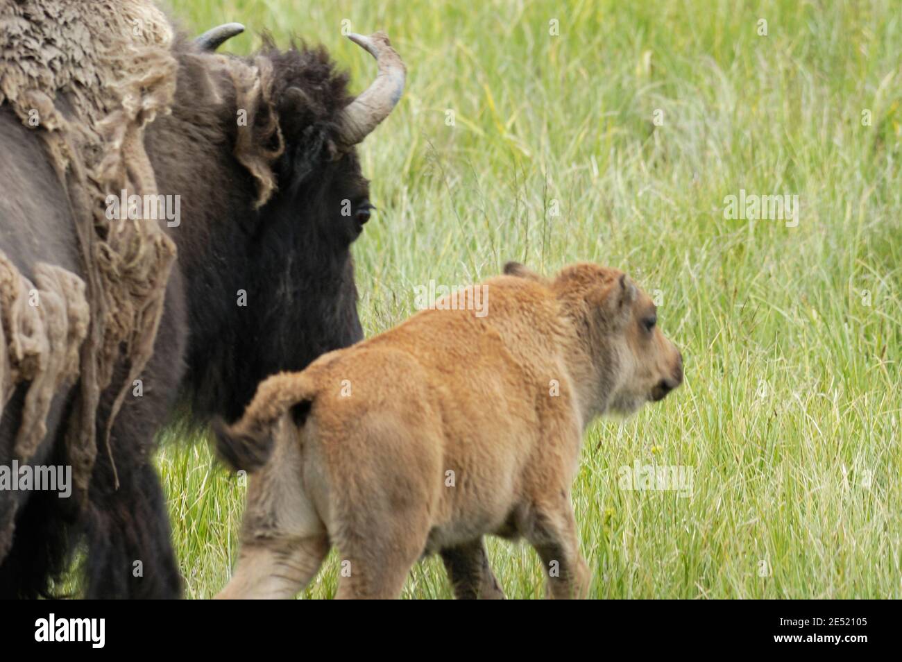 American Buffalo, Bison cow and calf in Hayden Valley, Yellowstone ...