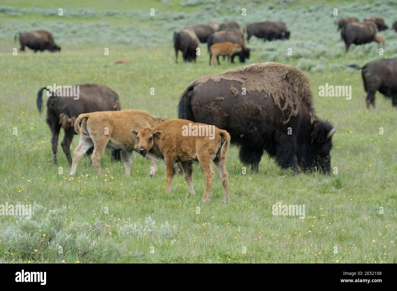American Buffalo, Bison cow and calves in Hayden Valley, Yellowstone ...