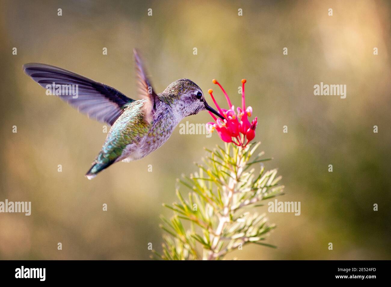 Calypte anna flower hi-res stock photography and images - Alamy