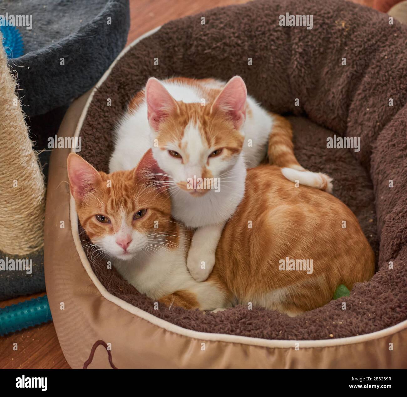 Couple of sly cats relaxing on the pet bed Stock Photo - Alamy