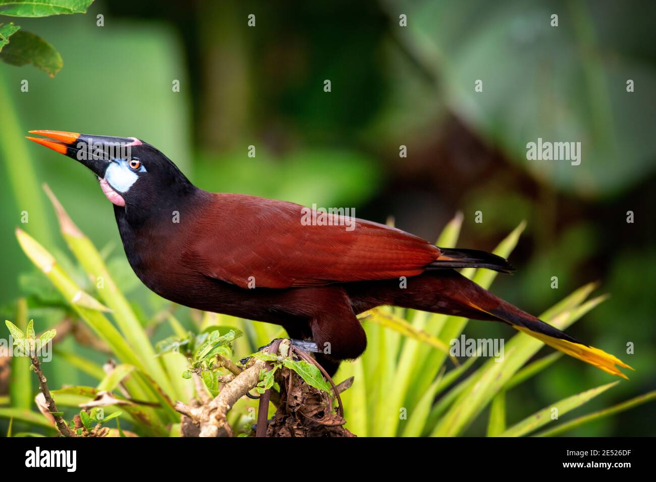 A Montezuma Oropendola (Psarocolius montezuma) Cartago Province ...