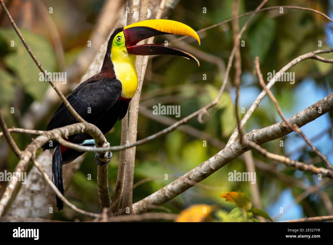 A Yellow-throated Toucan (Ramphastos ambiguus) bird at Carara National ...