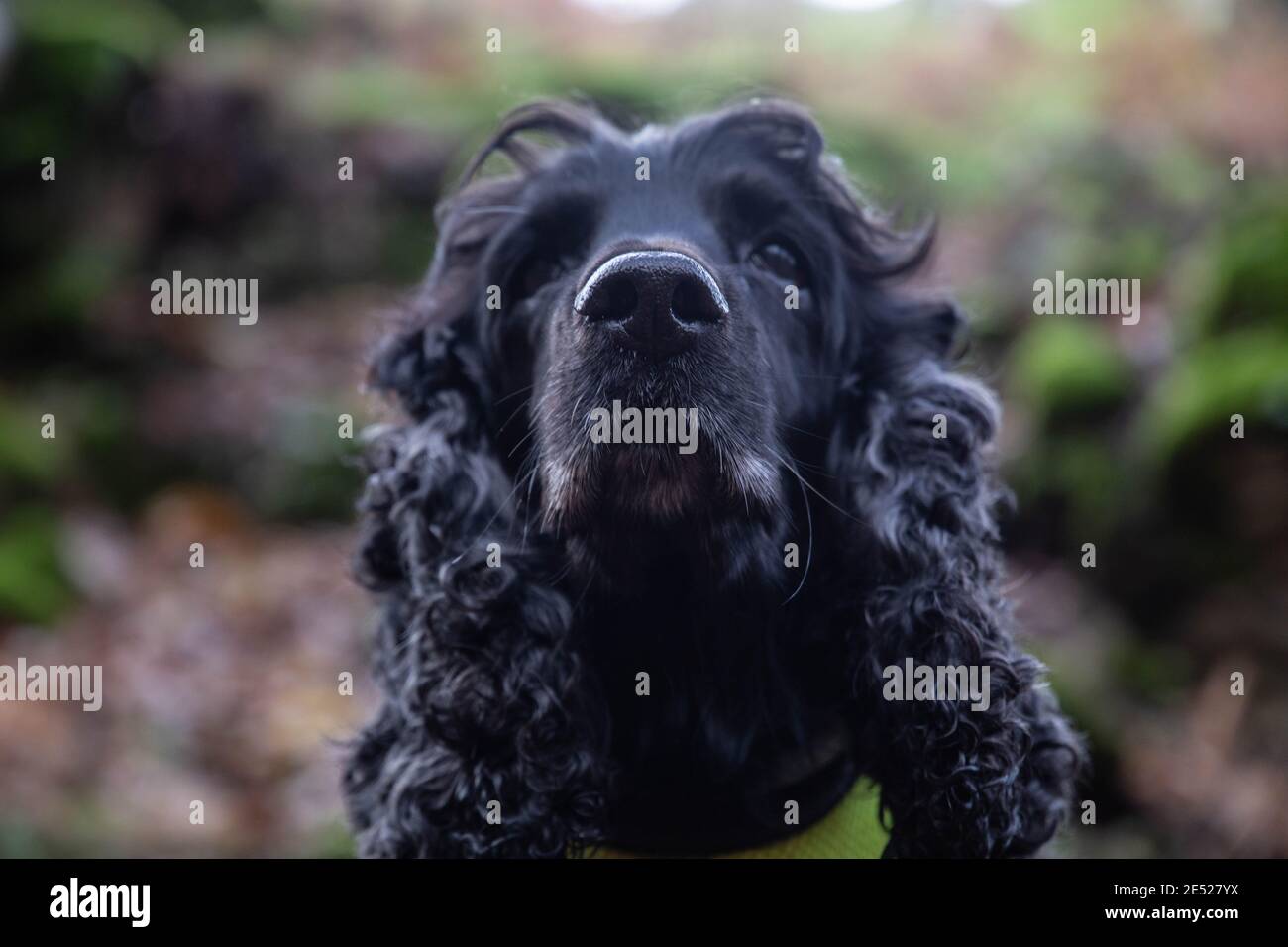face of an adorable black English Cocker Spaniel Stock Photo - Alamy