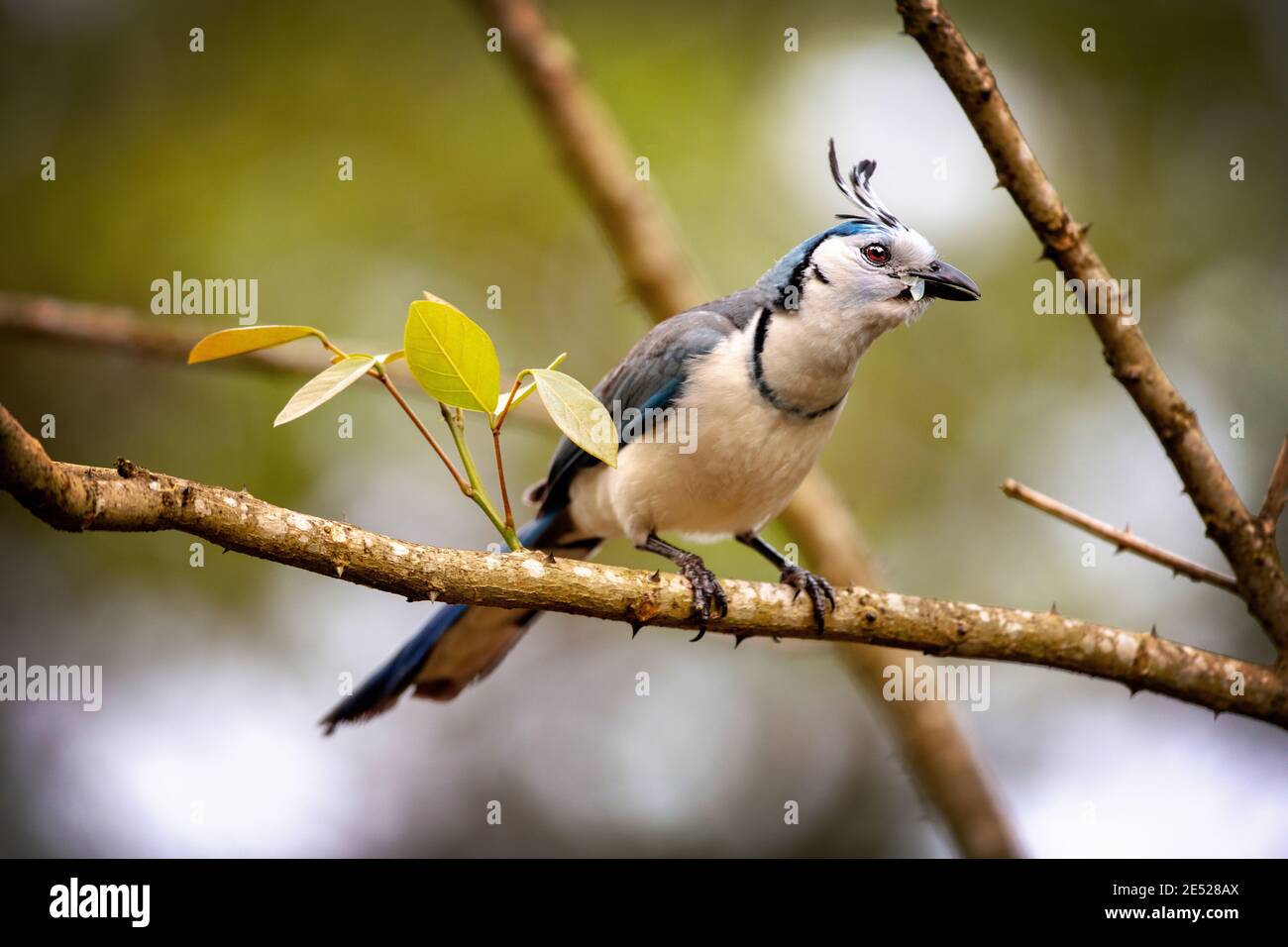A White-throated Magpie-jay (Calocitta formosa) eating an insect in ...