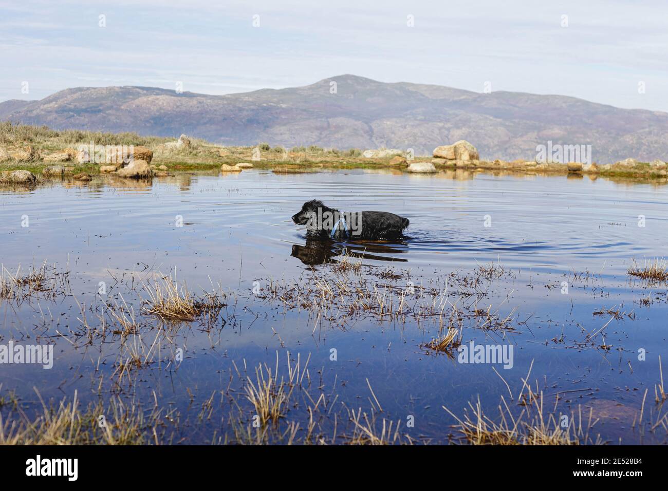 black English Cocker Spaniel in the water Stock Photo - Alamy