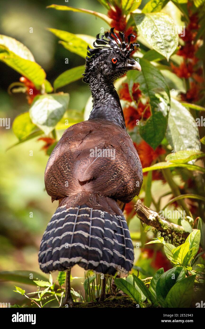 A female Great Curassow (Crax rubra) in Arenal Volcano National Park ...