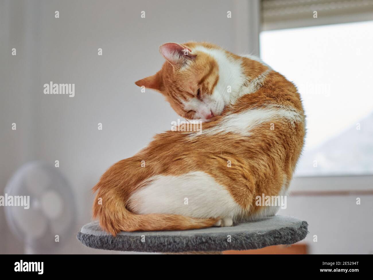 Funny fluffy cat grooming itself Stock Photo - Alamy