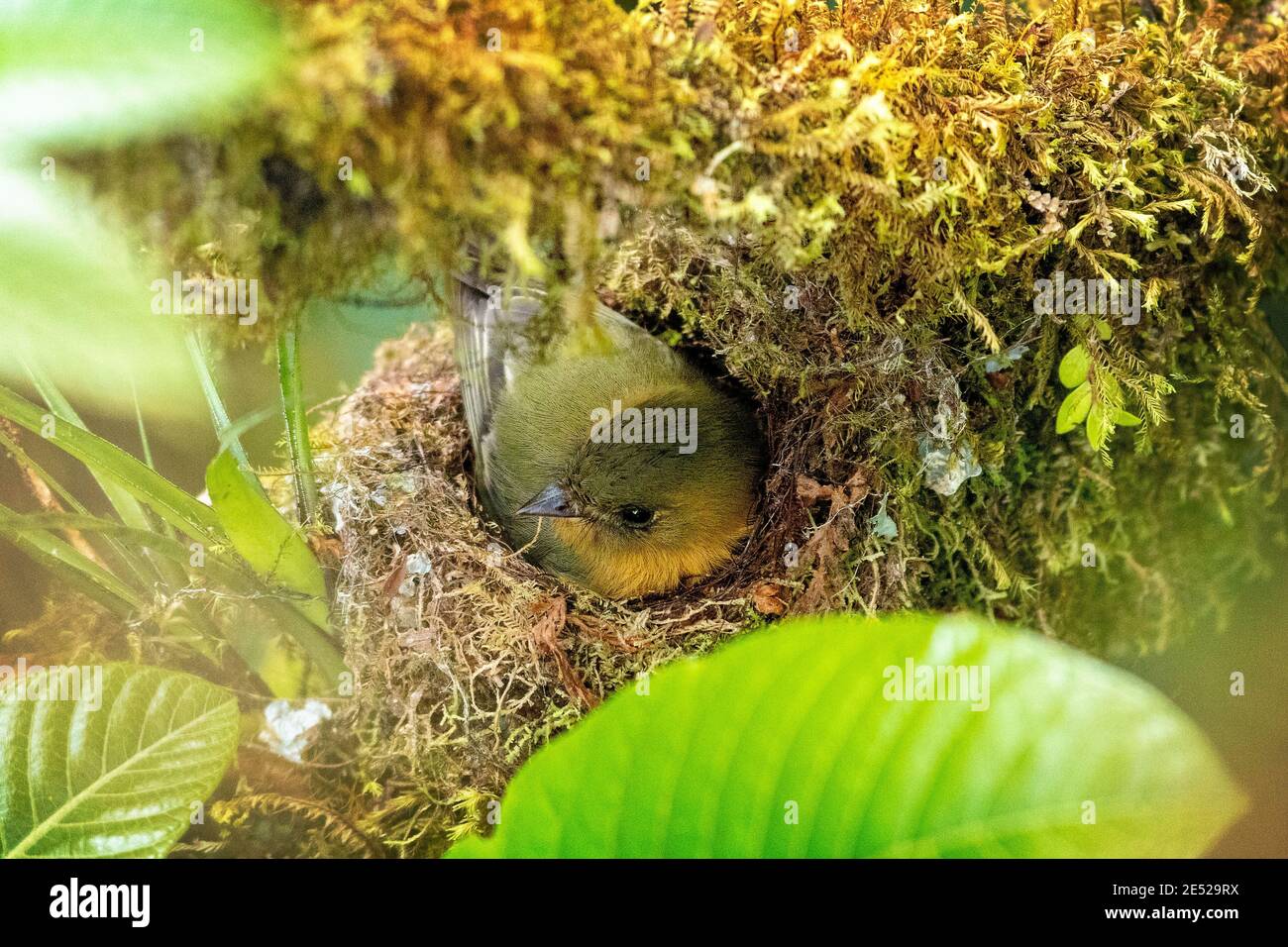 A Northern Tufted Flycatcher or simply Tufted Flycatcher (Mitrephanes ...