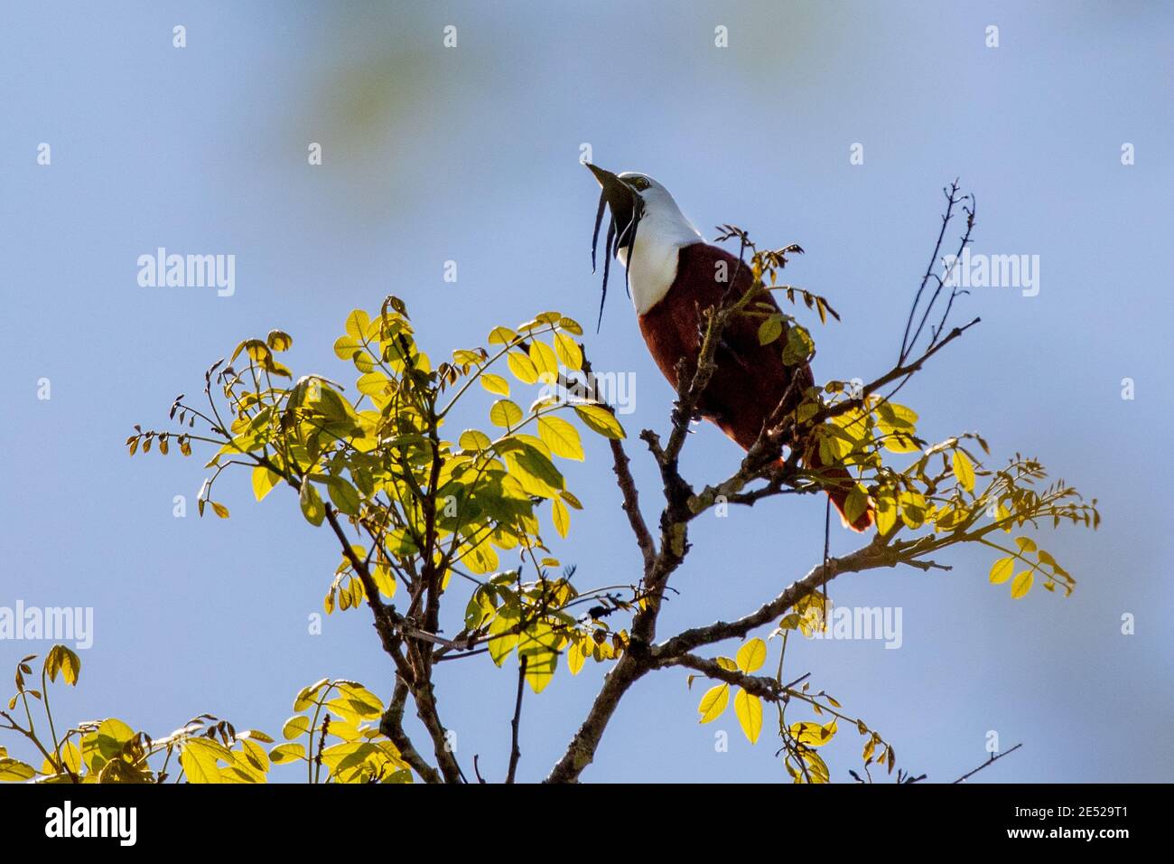 A male Three-wattled Bellbird (Procnias tricarunculatus) in Costa Rica ...