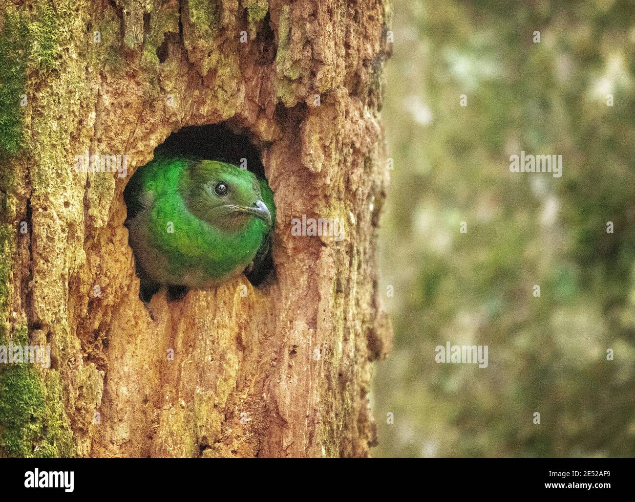 The national bird of Guatemala, a female Resplendent Quetzal ...