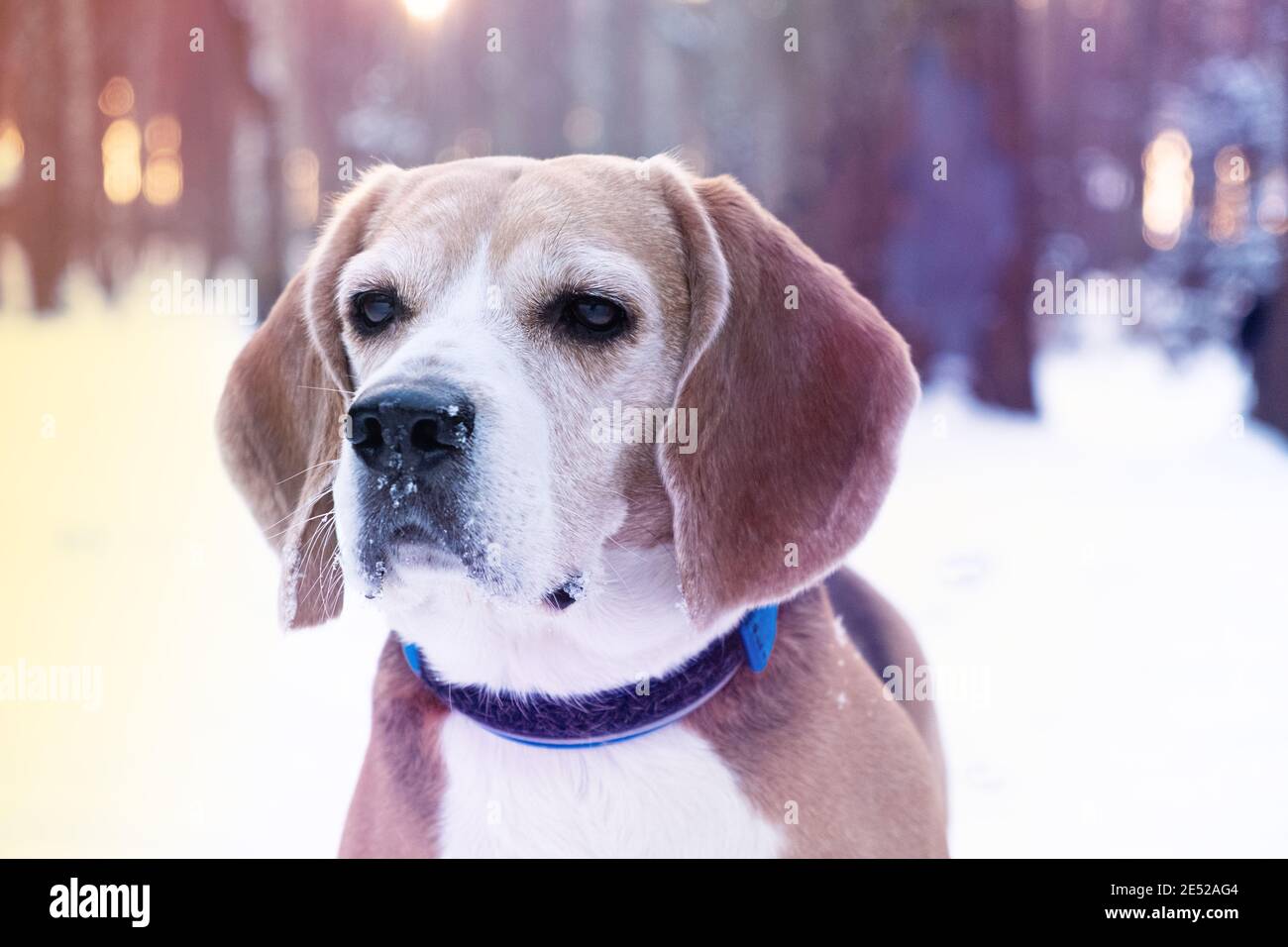 English foxhound hi-res stock photography and images - Alamy