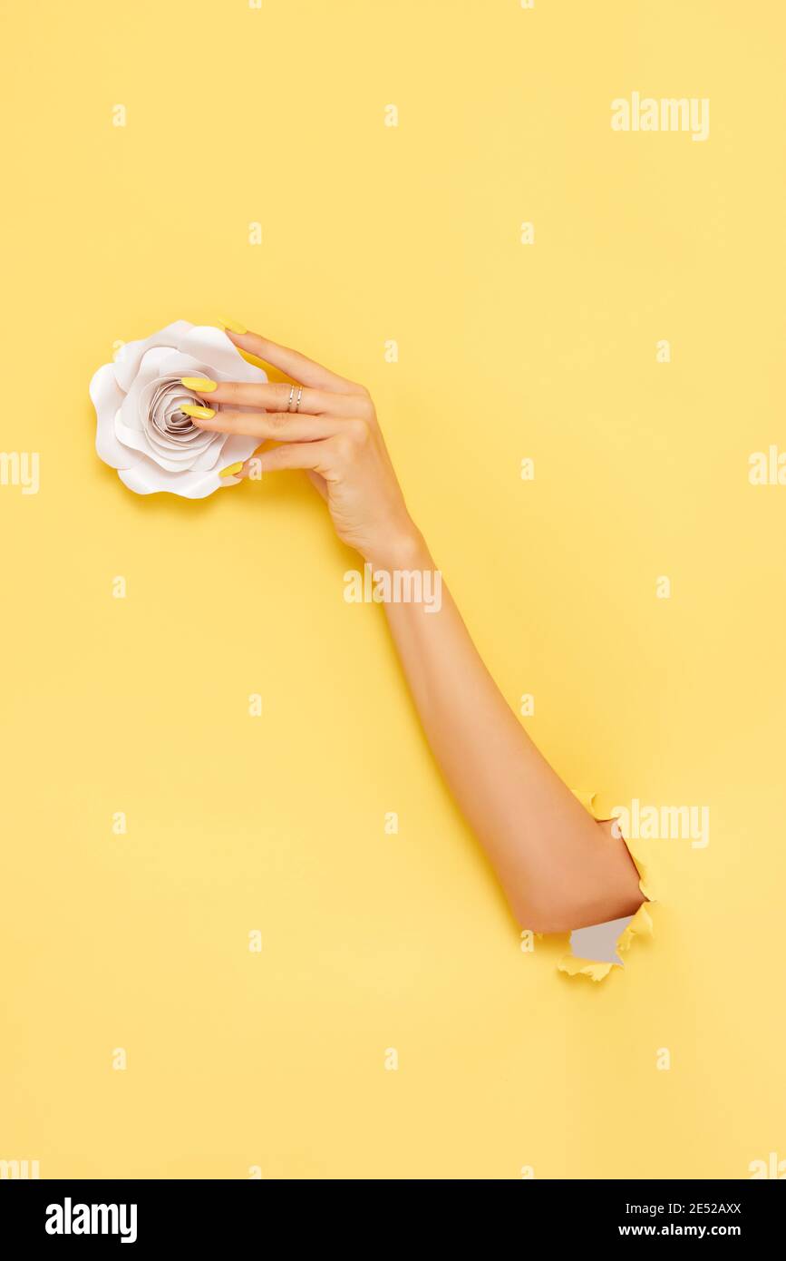 Vertical shot of a female's arm grabbing a rose over a yellow ...