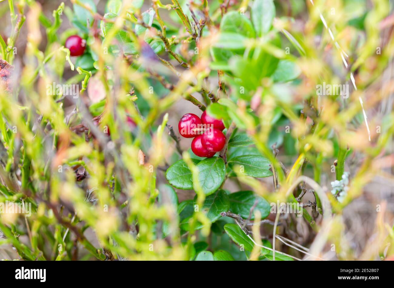 Mountain cranberries. Edible red berries. Useful forest berries Stock ...