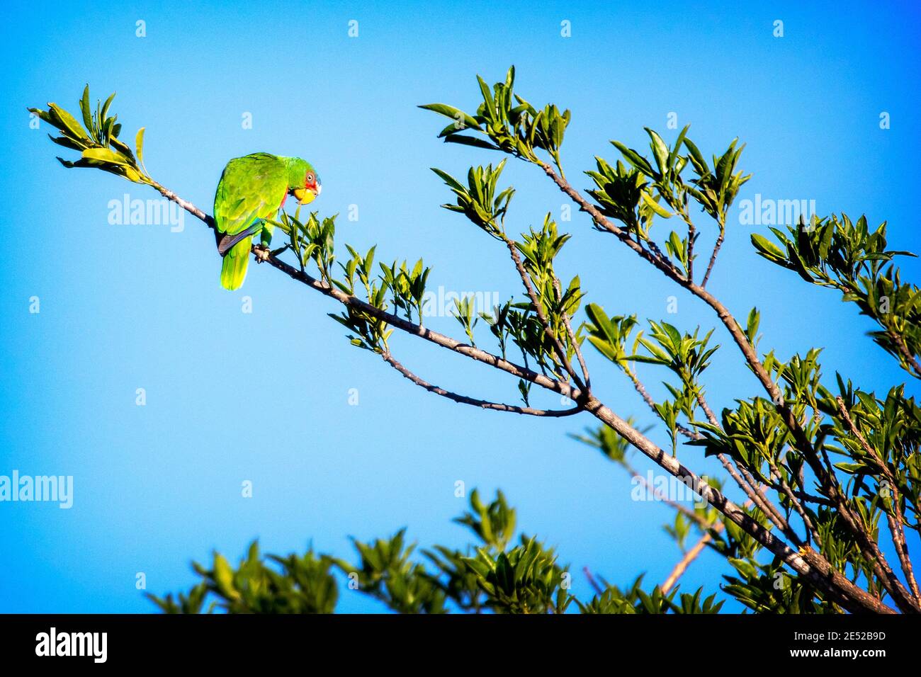 A White-fronted Amazon (Amazona albifrons) also known as the White ...