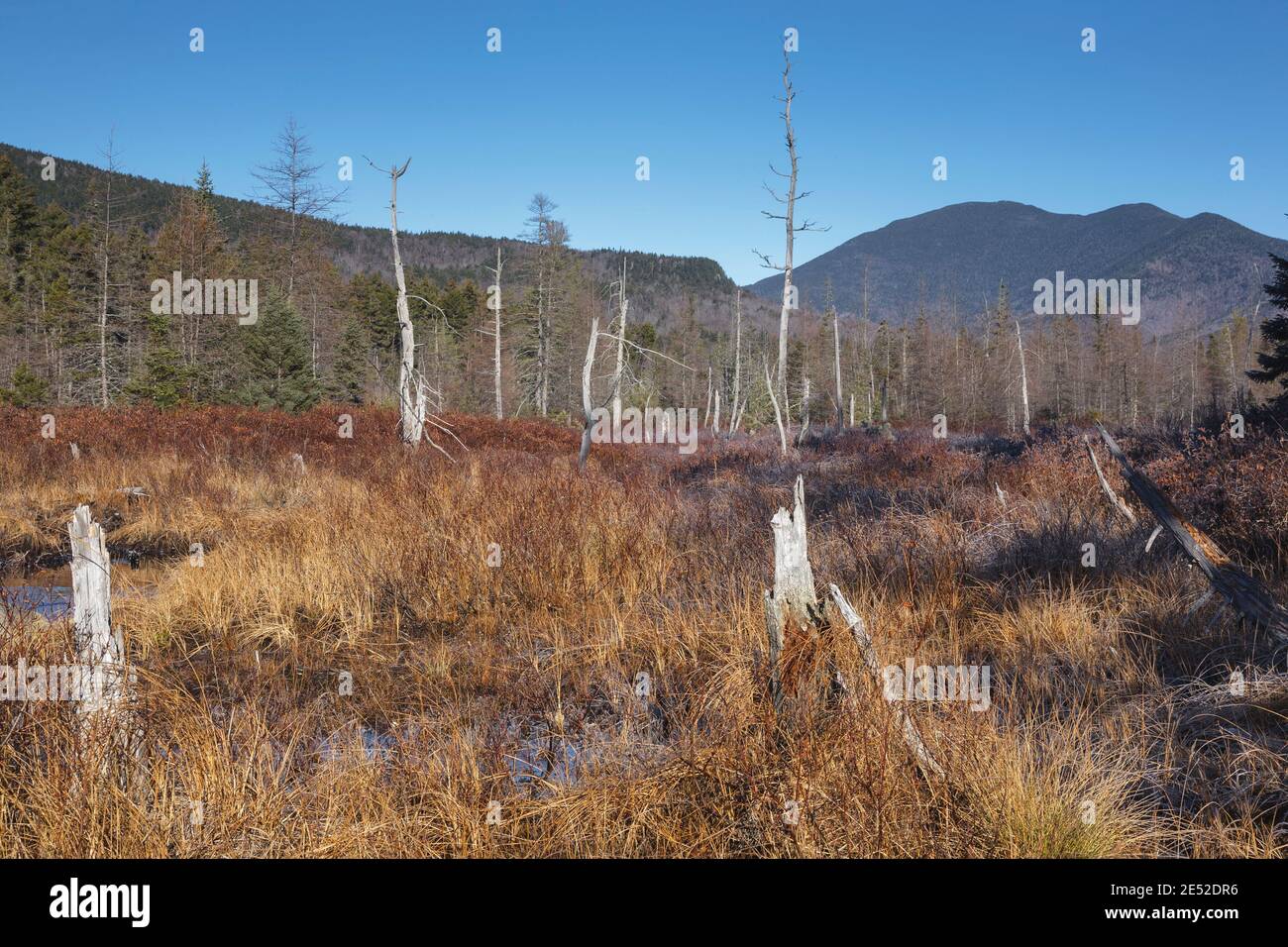 Meadow Brook along the Sawyer River Trail in Livermore, New Hampshire ...
