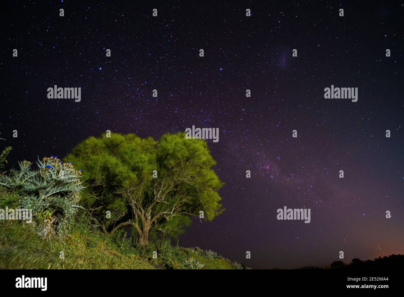 Shot of a tree and plant at night under the beautiful starry sky with ...