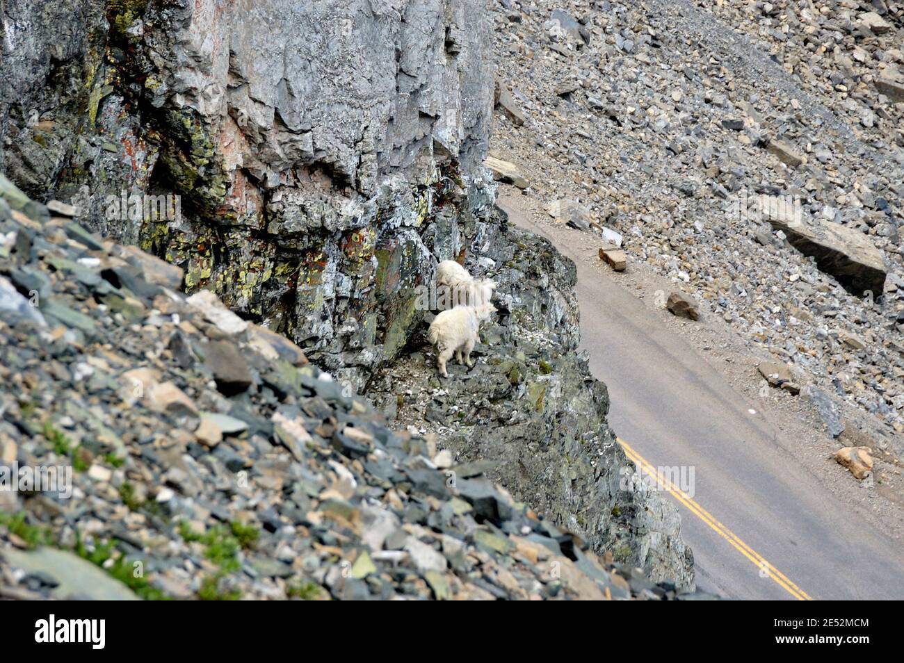 Mountain Goats on the High Line Trail, Glacier National Park, USA ...