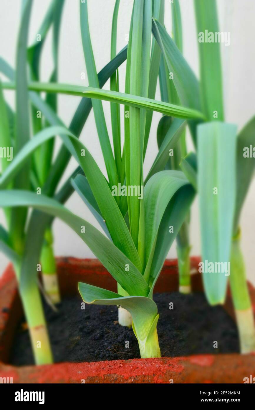 Leeks organic hi-res stock photography and images - Alamy