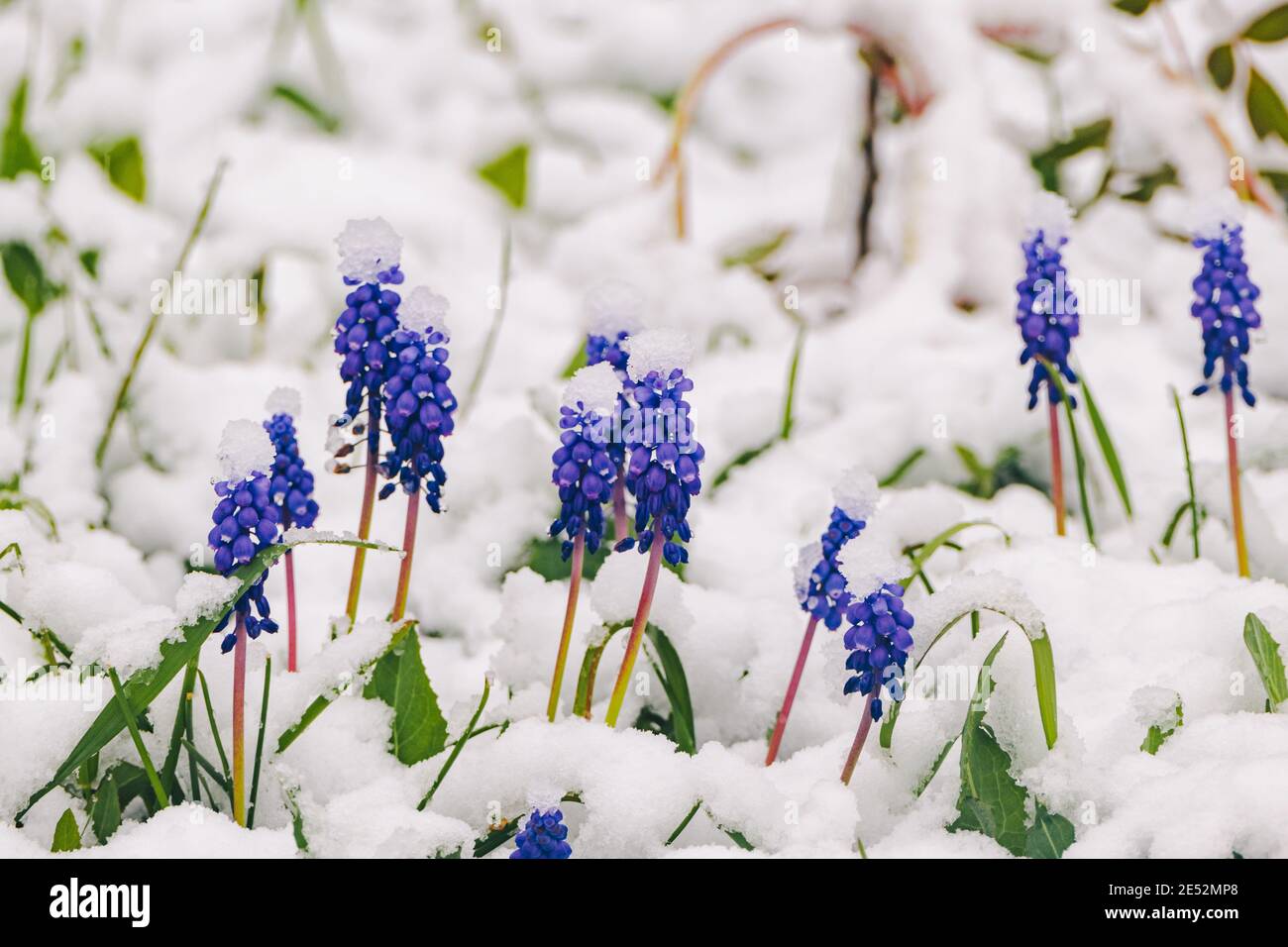 Snow Flower Field