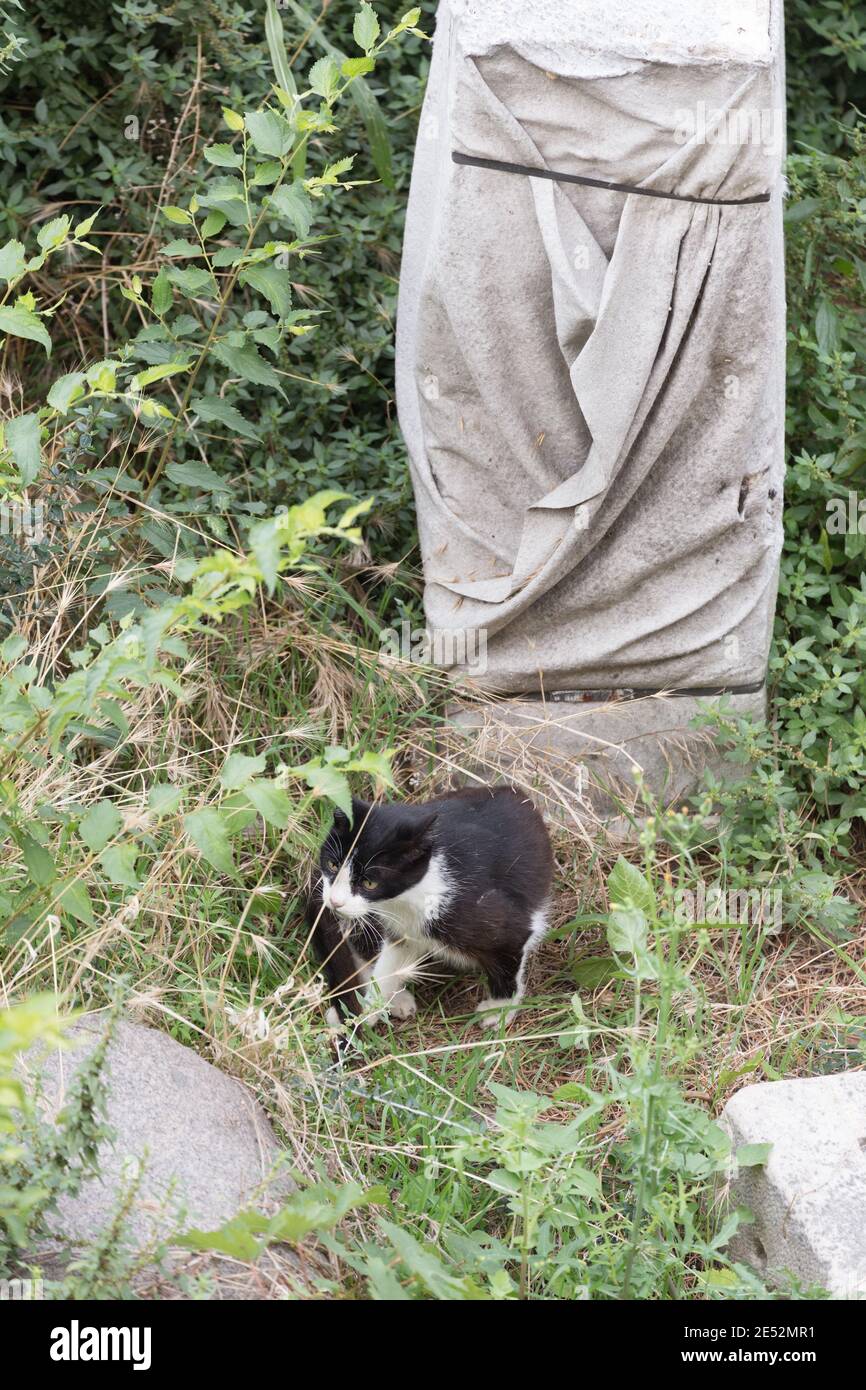 Italy Rome Cats recline among Roman ruins at Torre Argentina - Roman ...