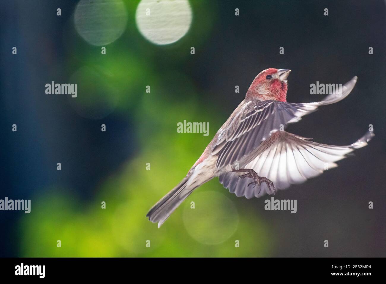 Flying finch hi-res stock photography and images - Alamy