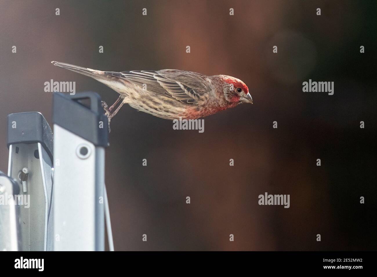 House finch bird birds finches High Resolution Stock Photography and ...