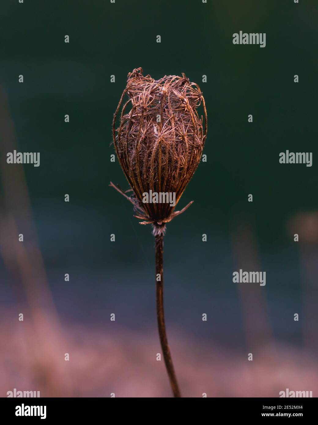 Tightly curled hi-res stock photography and images - Alamy