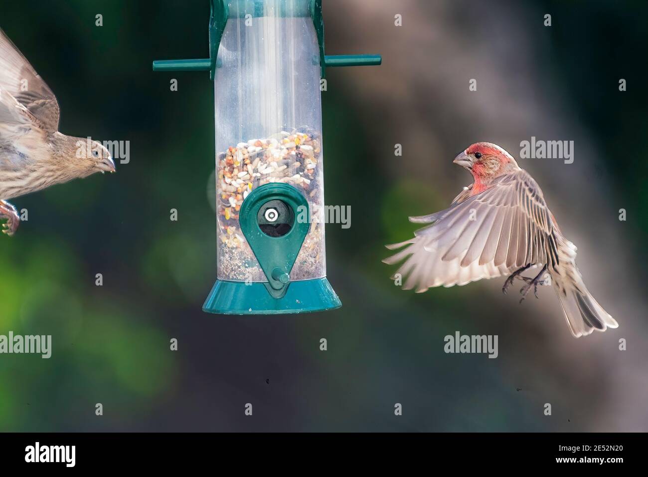 Common finches hi-res stock photography and images - Alamy