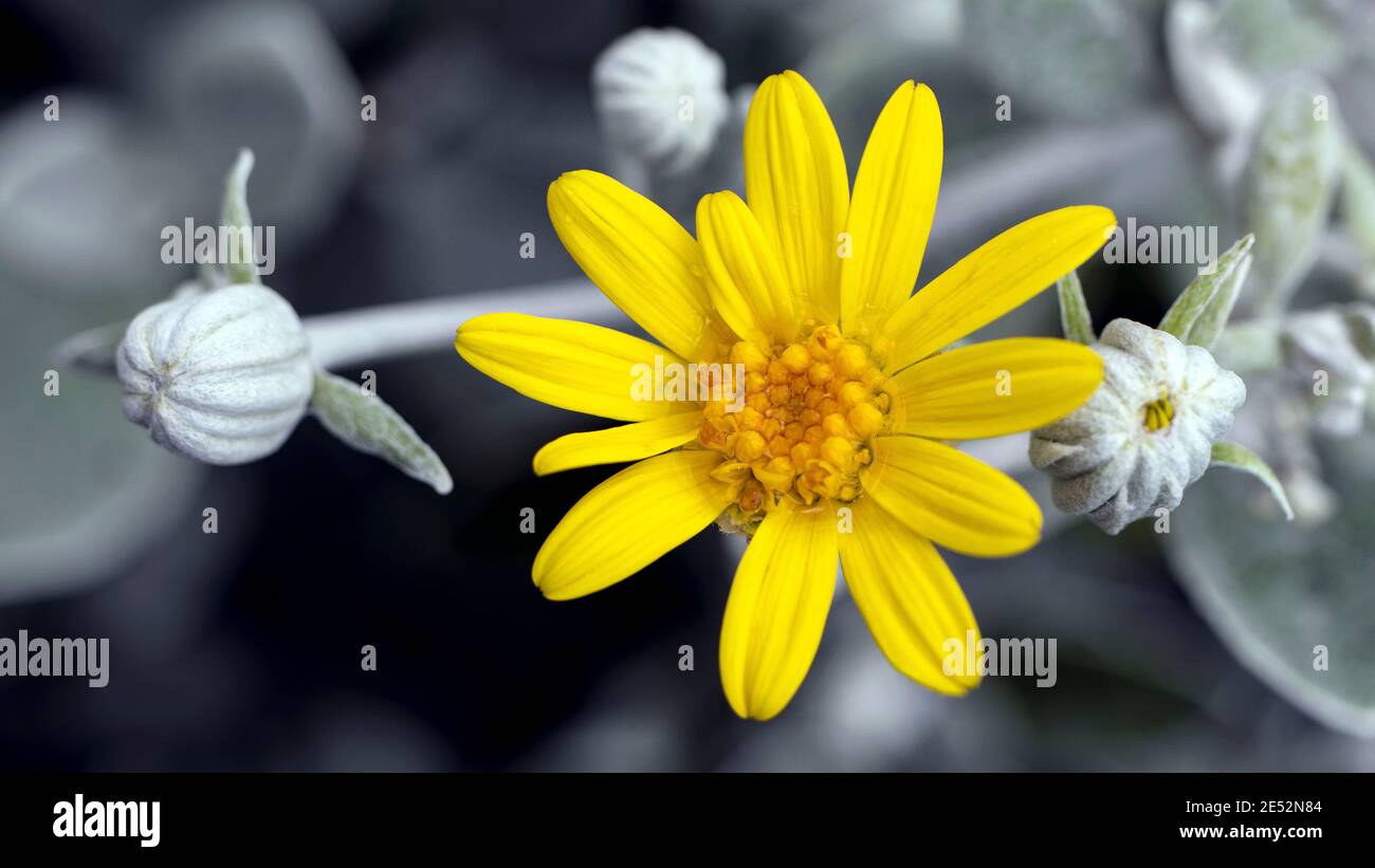 Brachyglottis High Resolution Stock Photography and Images - Alamy