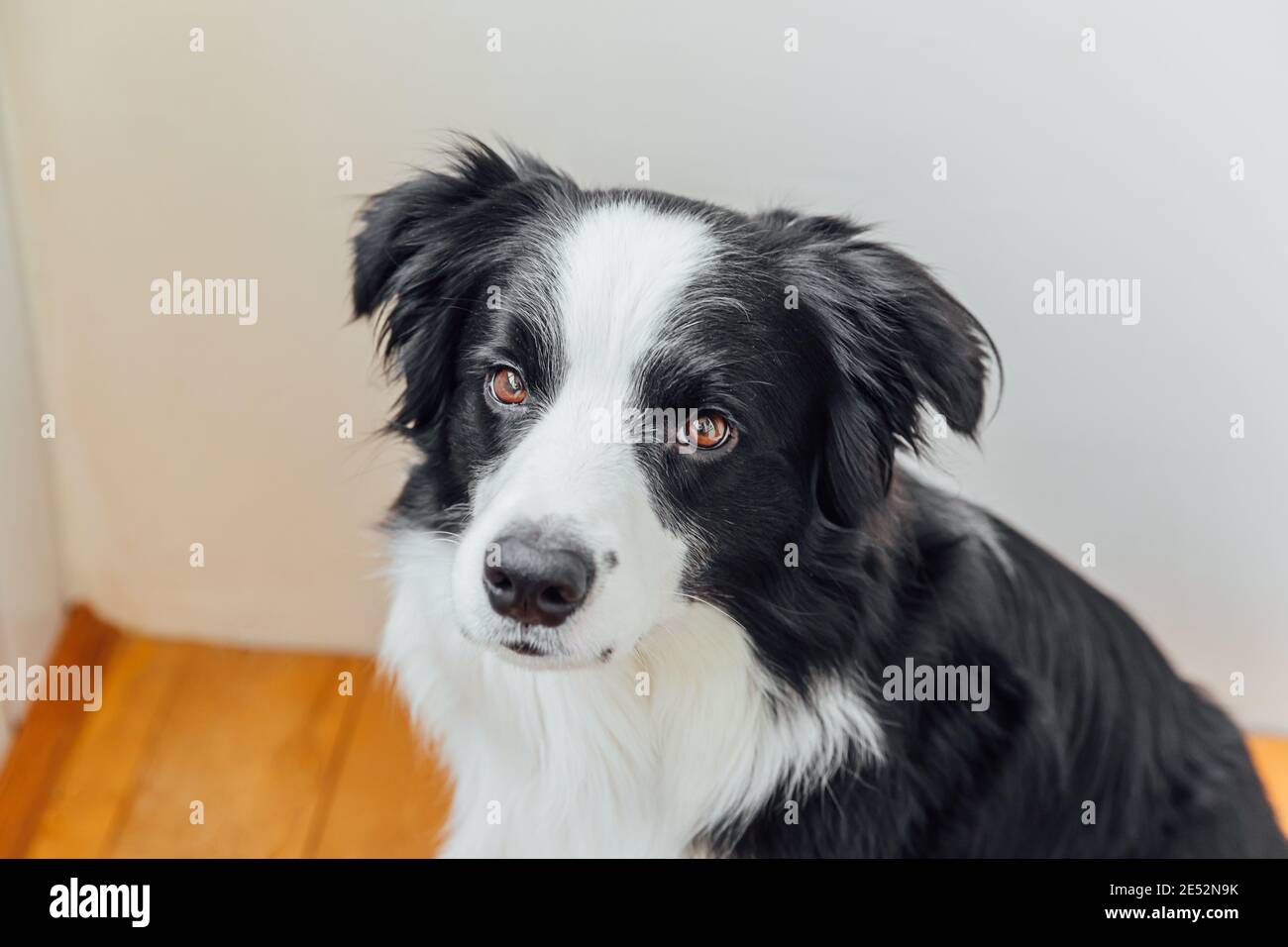Funny portrait of cute smiling puppy dog border collie indoor. New ...