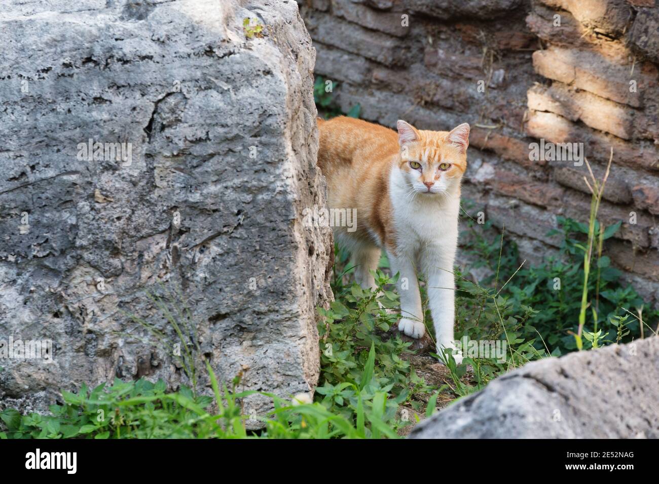 Italy Rome Cats recline among Roman ruins Stock Photo - Alamy