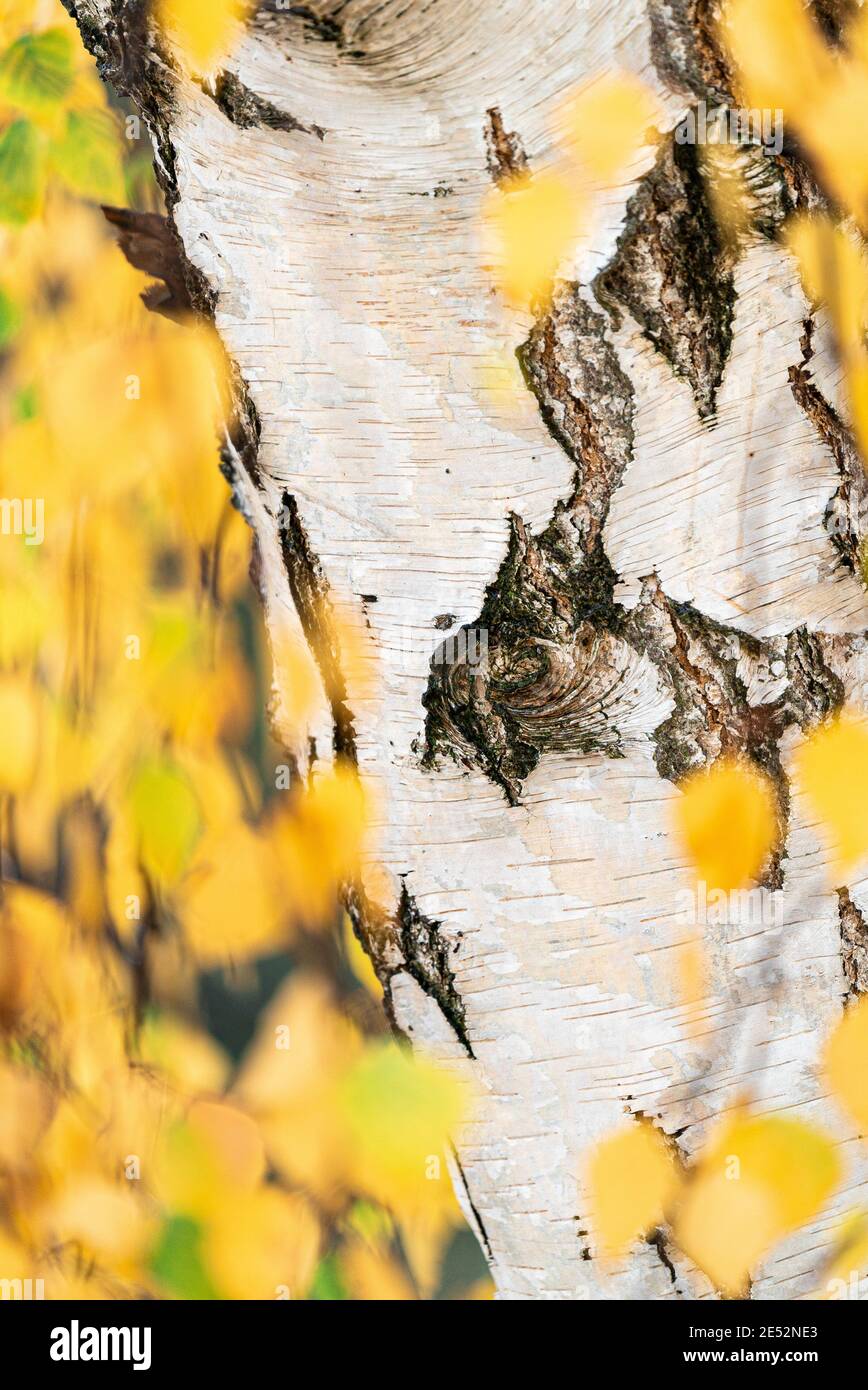 Closeup vertical shot of a birch tree trunk with beautiful natural ...