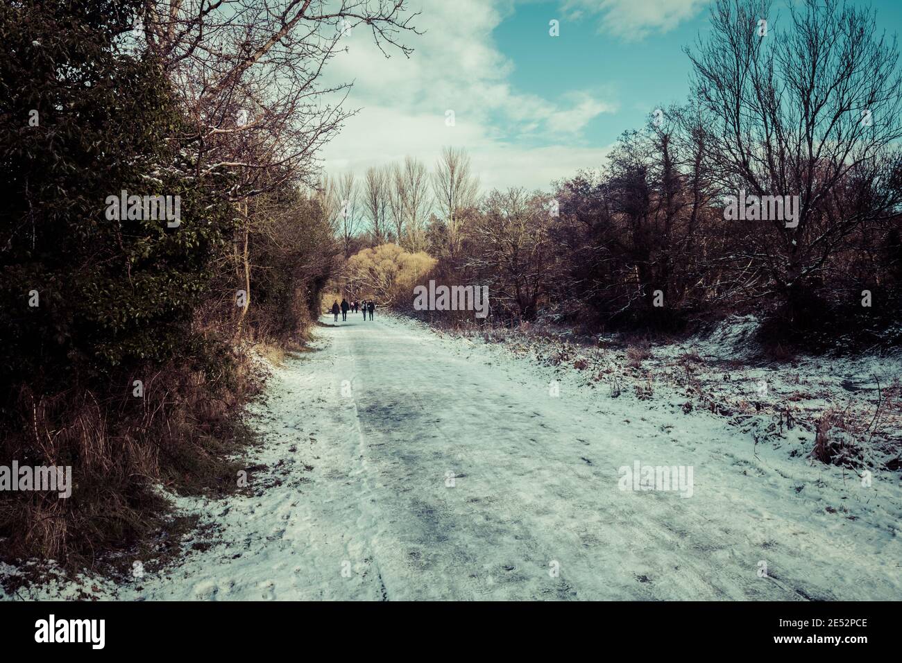 Northern ireland winter forest hi-res stock photography and images - Alamy