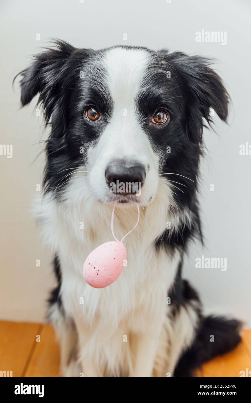 Happy Easter concept. Preparation for holiday. Cute puppy dog border ...